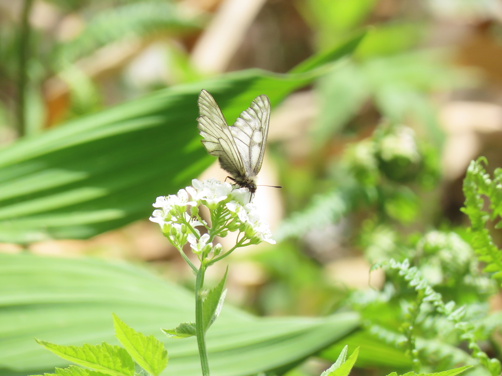 Parnassius stubbendorfii from 대한민국 평창군 봉평면 태기산 on May 23, 2021 at 11:05 ...