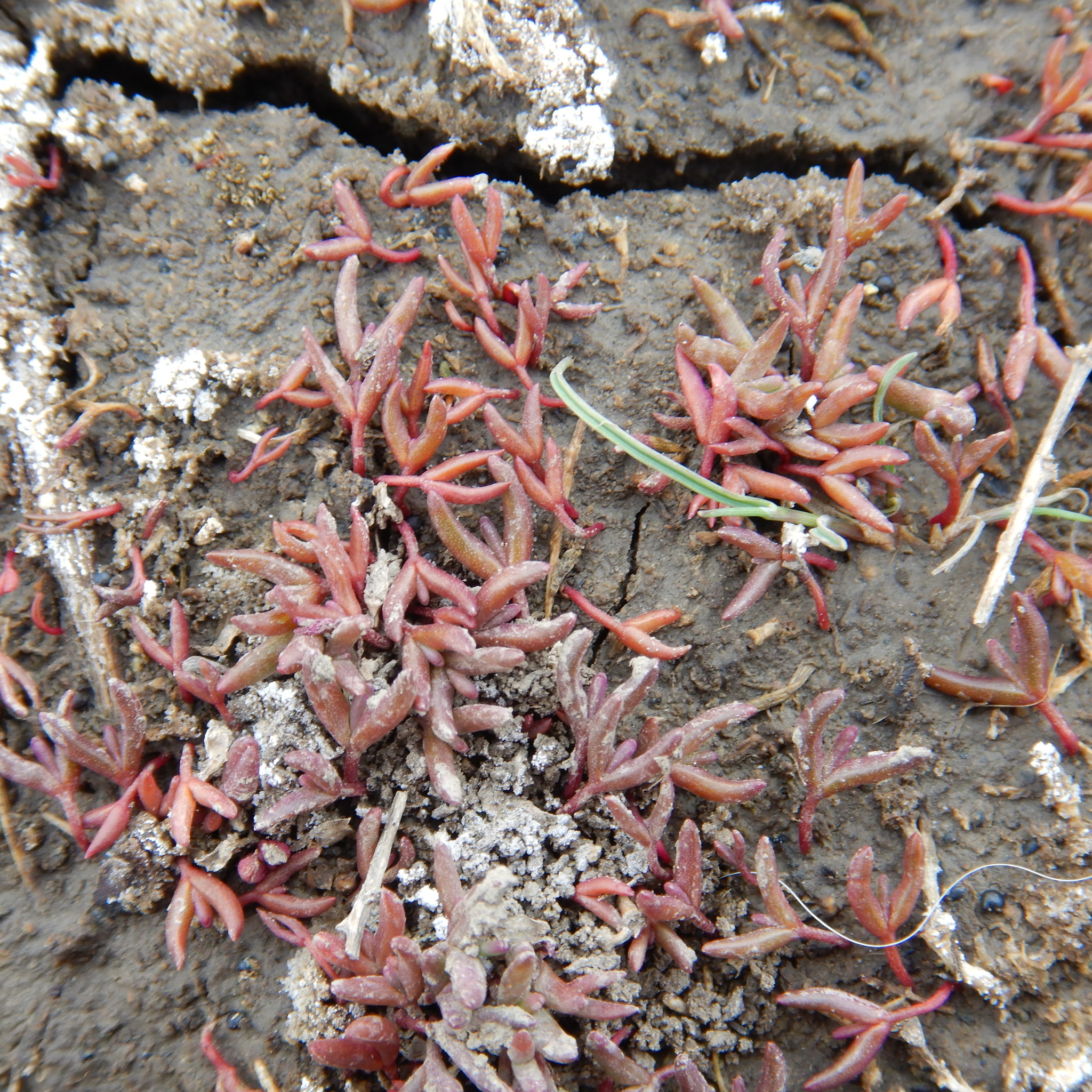 Suaeda calceoliformis (Hook.) Moq.