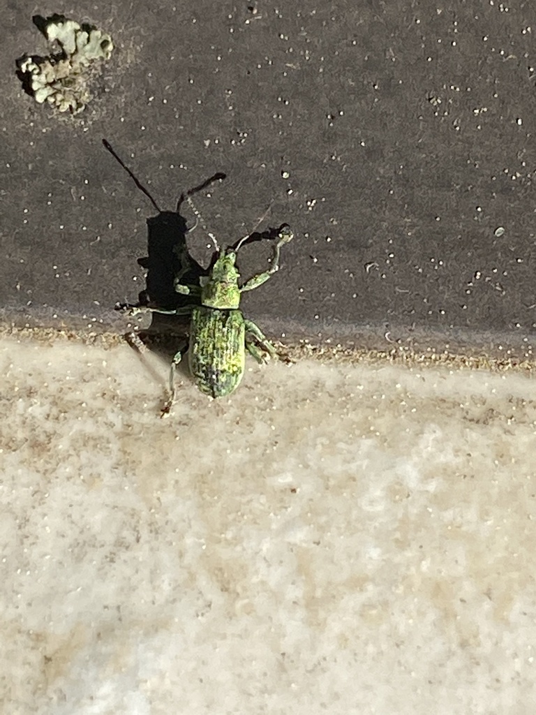 Polydrusus cervinus from Sheffield Rd, Sutton, VT, US on May 24, 2021 ...