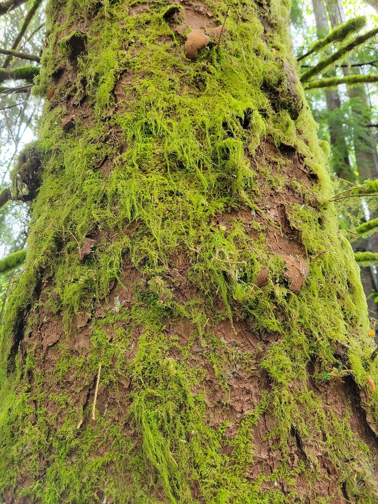 Cat's Tail Moss from McLane Creek Nature Trail, Washington 98512, USA ...