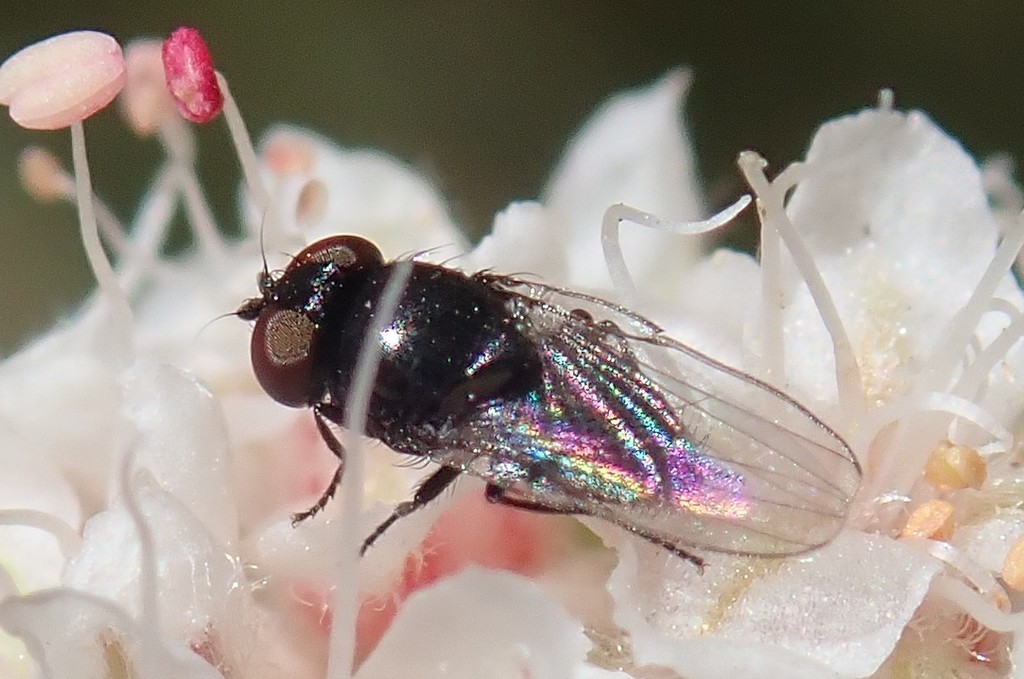 Acalyptrate Flies from San Bernardino County, CA, USA on May 21, 2021 ...