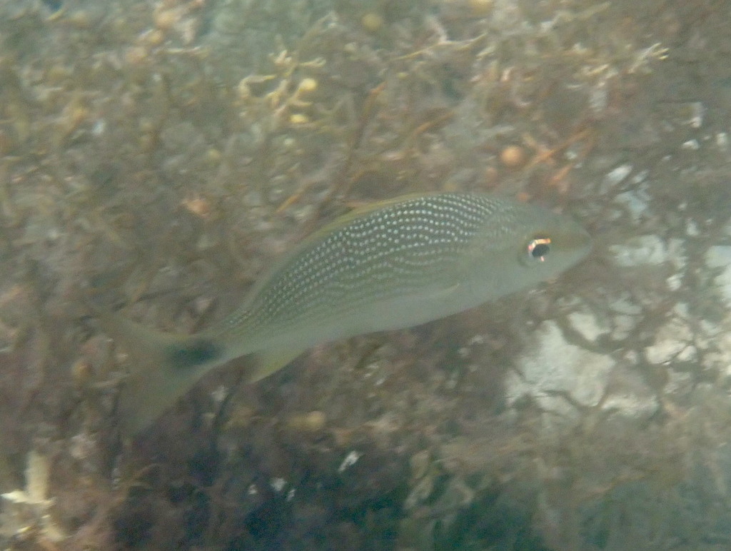 Latin Grunt from La Paz, MX-BS, MX on May 24, 2021 at 02:41 PM by ...