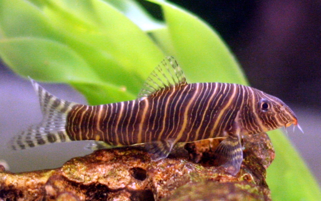 Minnows, Suckers, Carps, and Loaches (Cypriniformes) - Marine Life ...