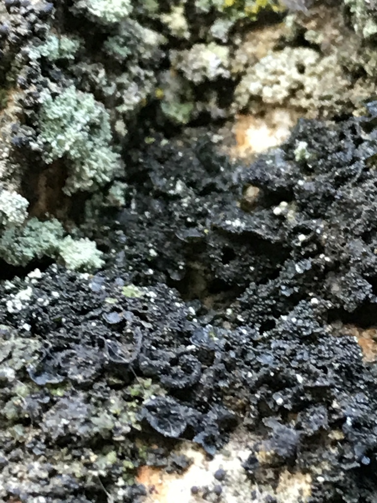Jelly Lichen (Lichens and Fungi of Montana Vol. 1, A-L) · iNaturalist
