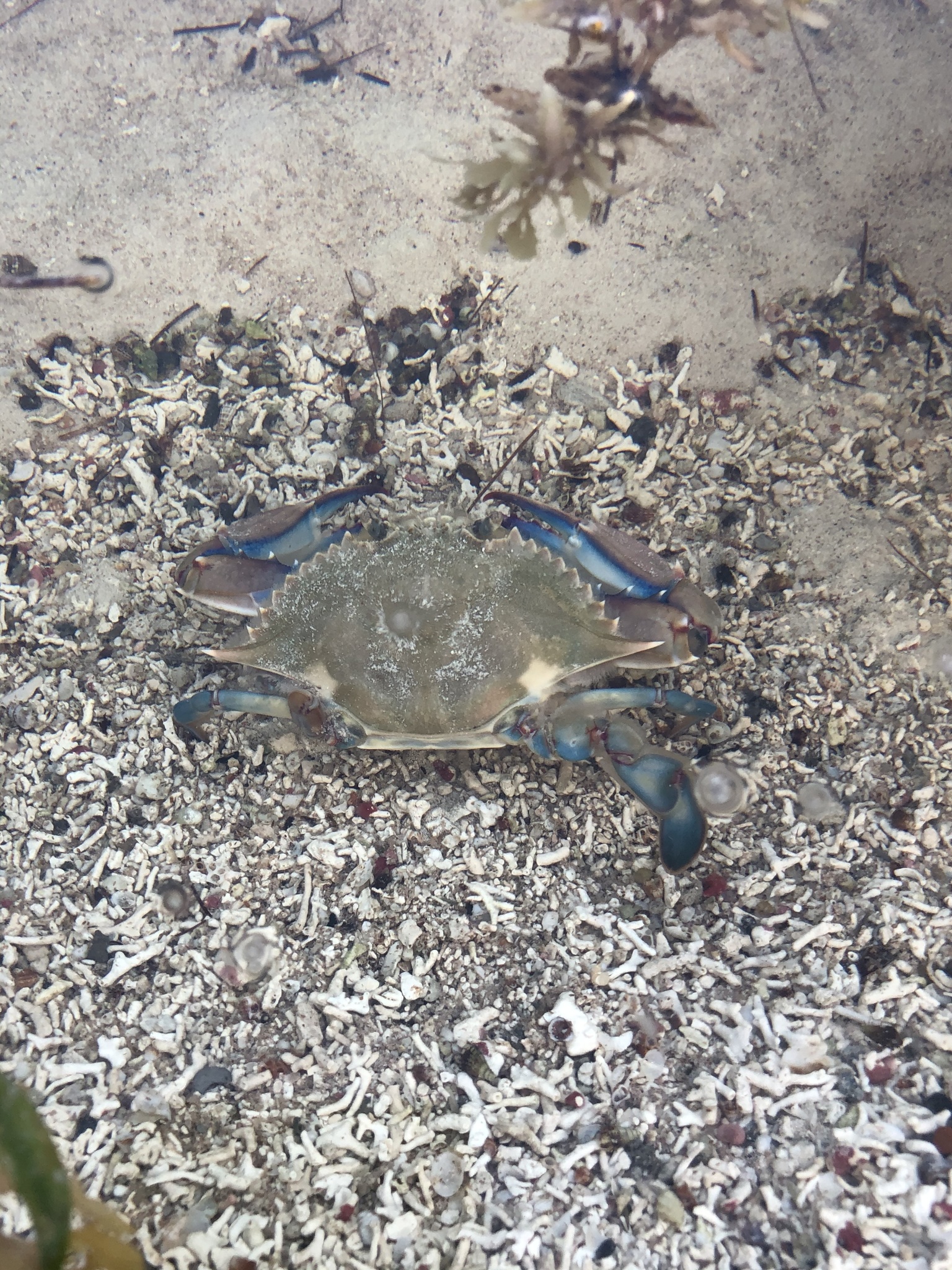 Callinectes danae Smith, 1869