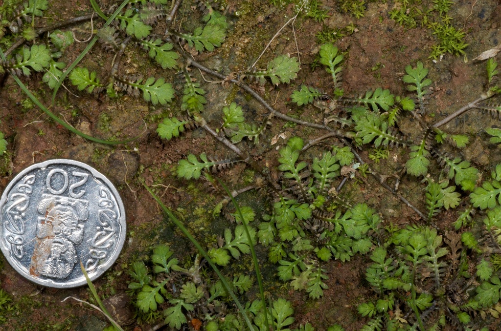 Leptinella nana in September 2014 by Jon Sullivan · iNaturalist