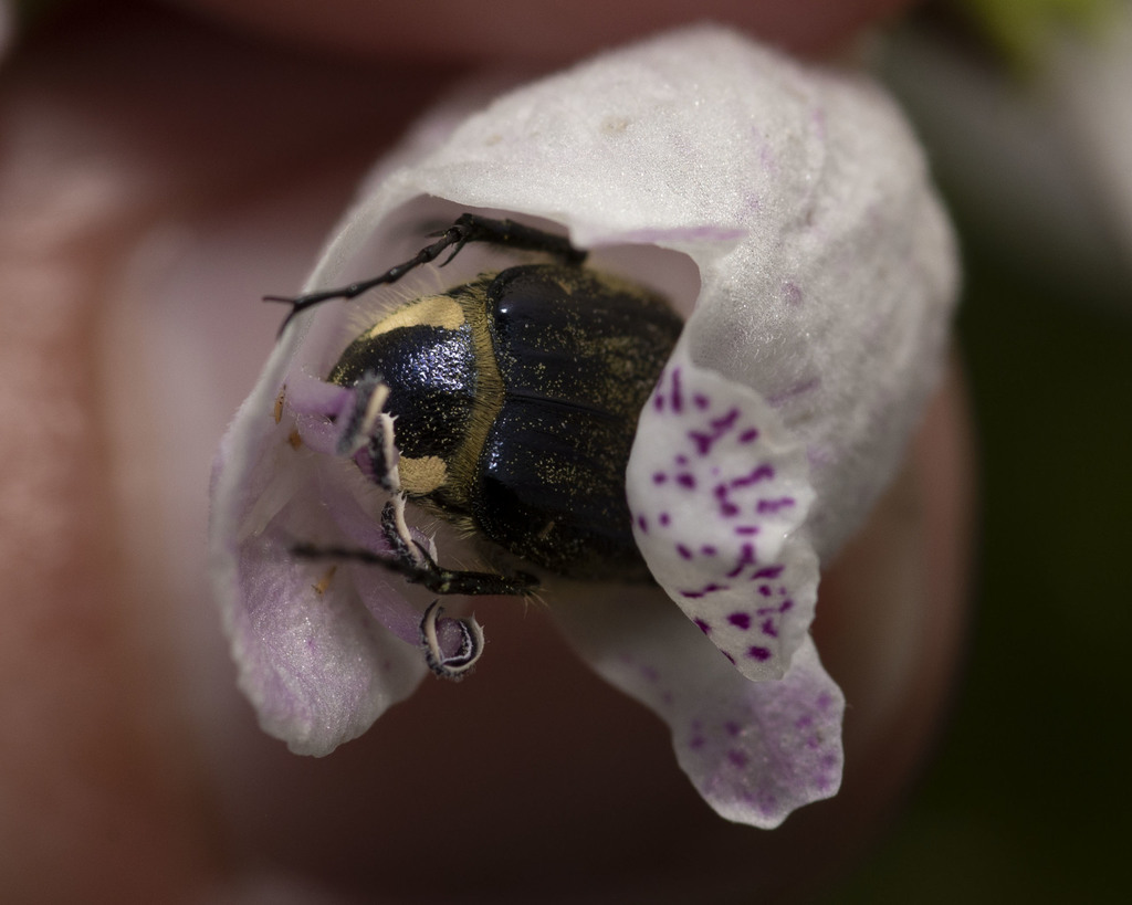 Bee-like Flower Scarabs from Petal, MS 39465, USA on May 24, 2021 at 04 ...