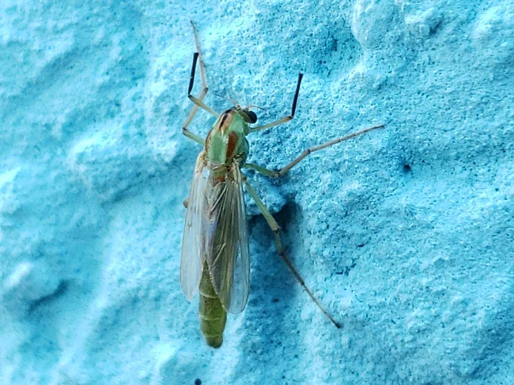 Axarus festivus from Ripley's Aquarium, Myrtle Beach, SC 29577, USA on ...
