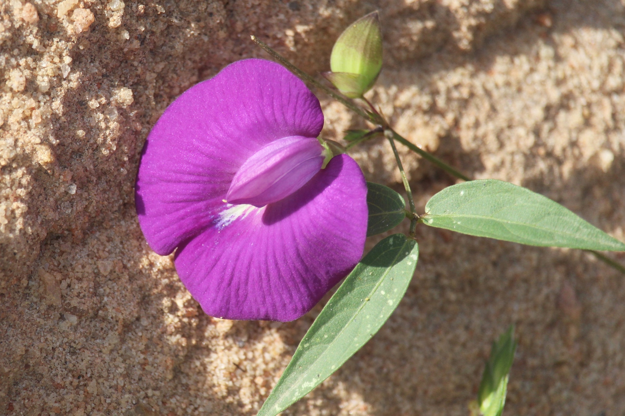 Centrosema brasilianum (L.) Benth.