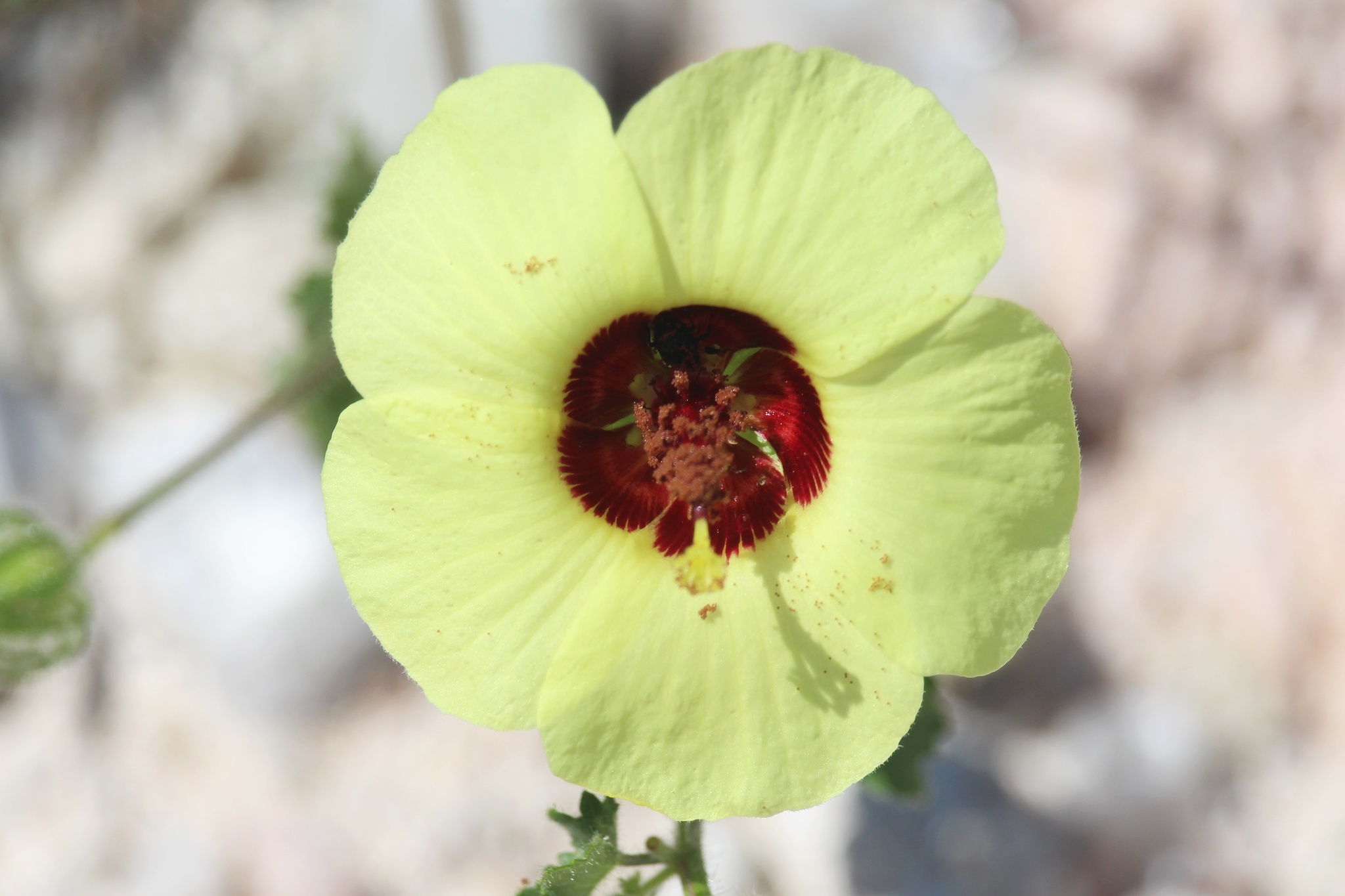 Pavonia cancellata (L.) Cav.