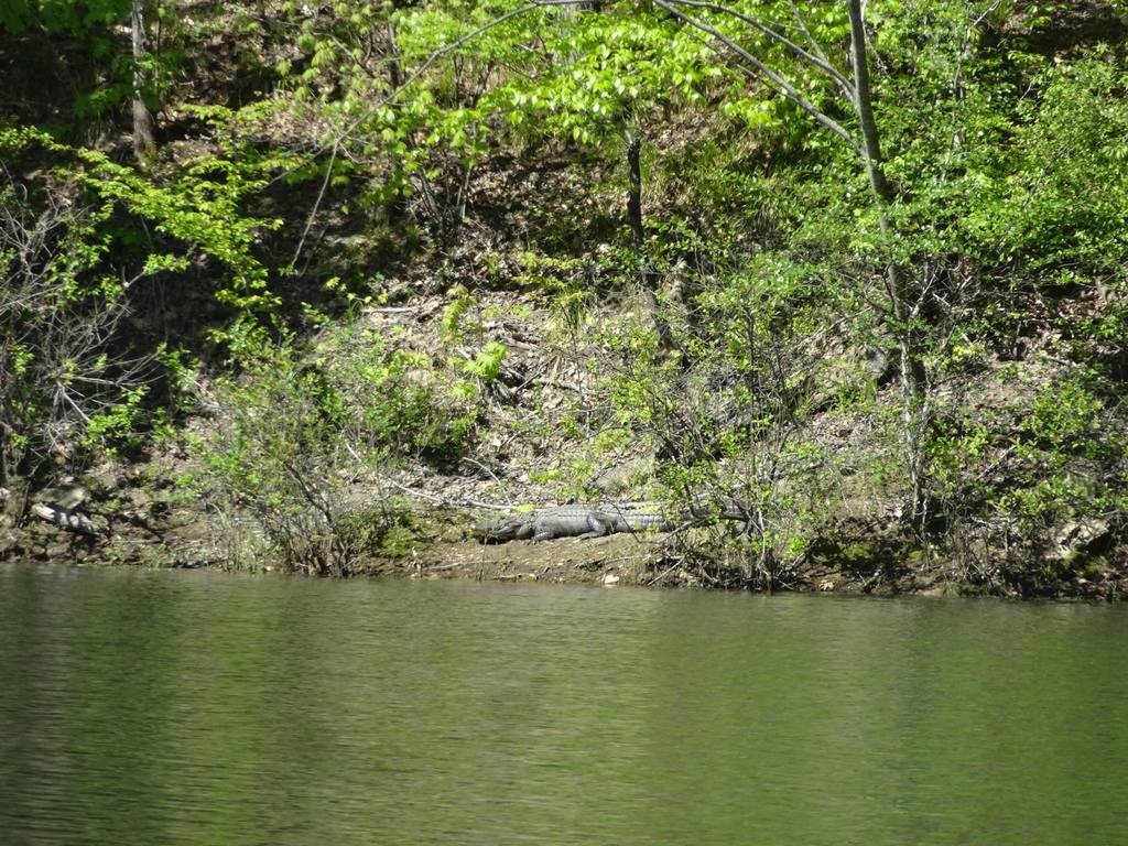 American Alligator from Calhoun County, AL, USA on April 24, 2016 at 08 ...