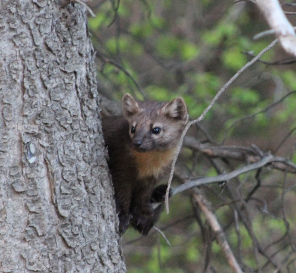 Pacific Marten (Martes caurina) (Wildlife of the United States ...