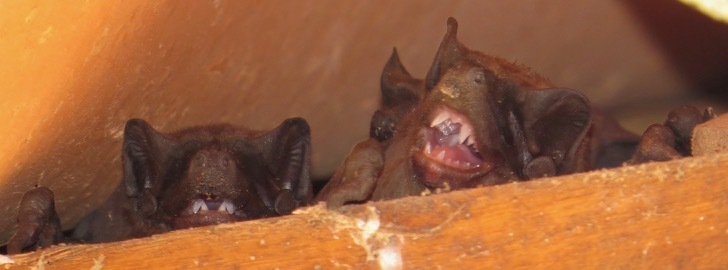 Velvety Free-tailed Bat (Molossus molossus) - Know Your Mammals