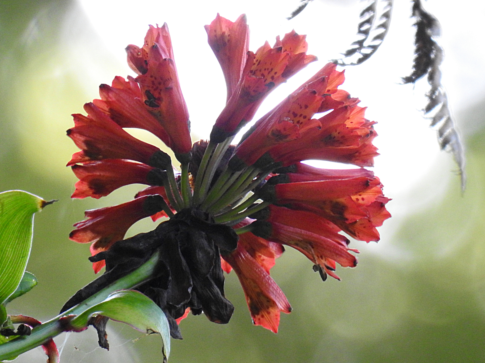 Bomarea formosissima (Ruiz & Pav.) Herb.