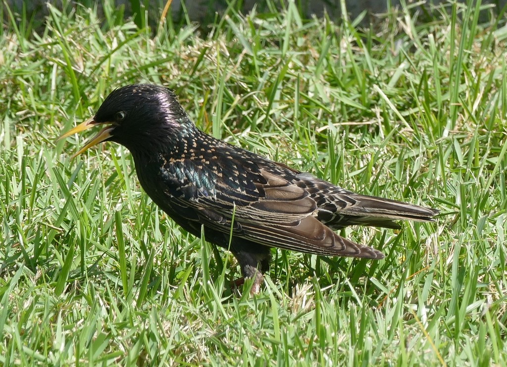 European Starling from Ojus, Florida, EE. UU. on May 23, 2021 at 05:02 ...