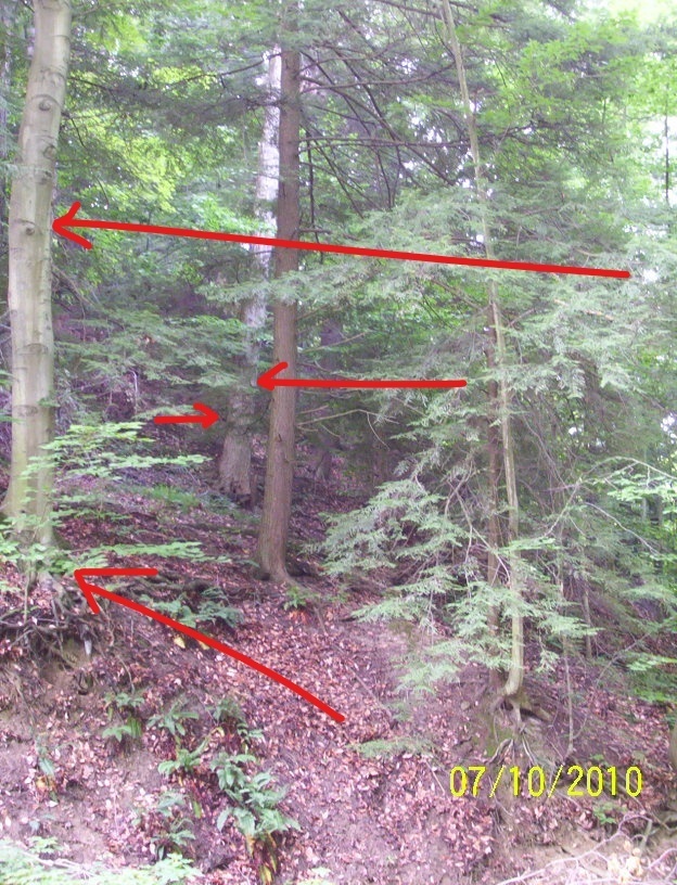American beech in July 2010 by Chuck Thomas. steep slope in a valley ...