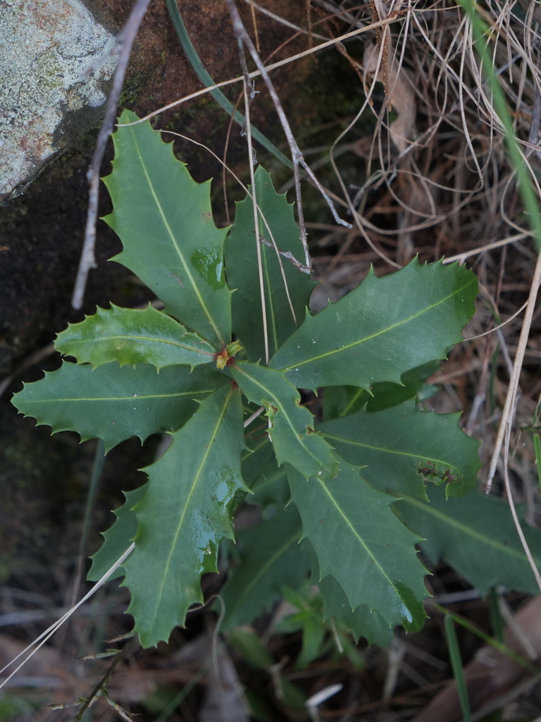 Variable Muttonwood from Mount Kuring-Gai NSW 2080, Australia on May 25 ...