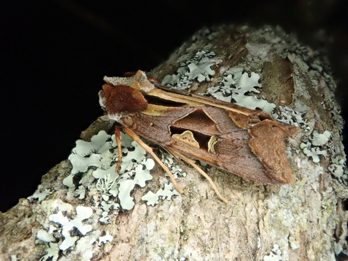 Meterana grandiosa (Macro-Moths of New Zealand's North Island ...