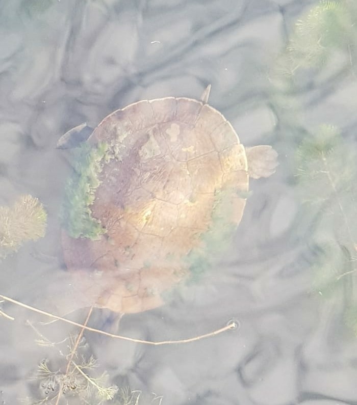 Macquarie Turtle from North Lakes QLD 4509, Australia on May 25, 2021 ...