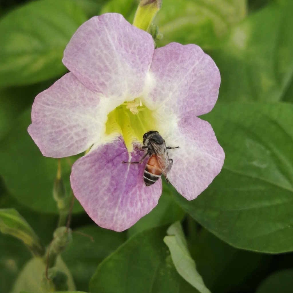 Red Dwarf Honey Bee from Sembawang, Singapore on May 25, 2021 at 02:58 ...