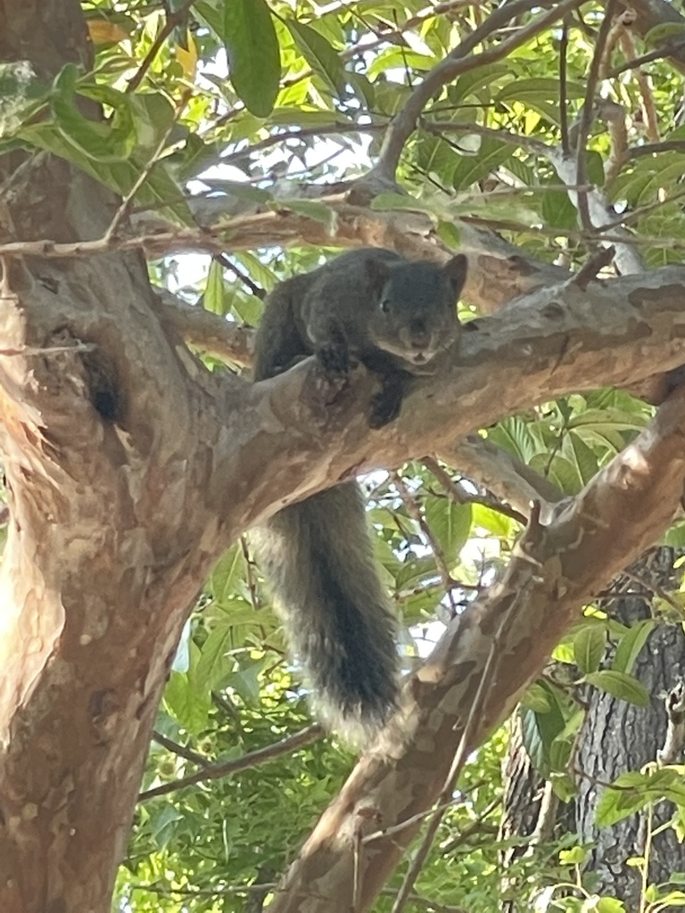 Taiwan Squirrel (Callosciurus erythraeus thaiwanensis) - Know Your Mammals
