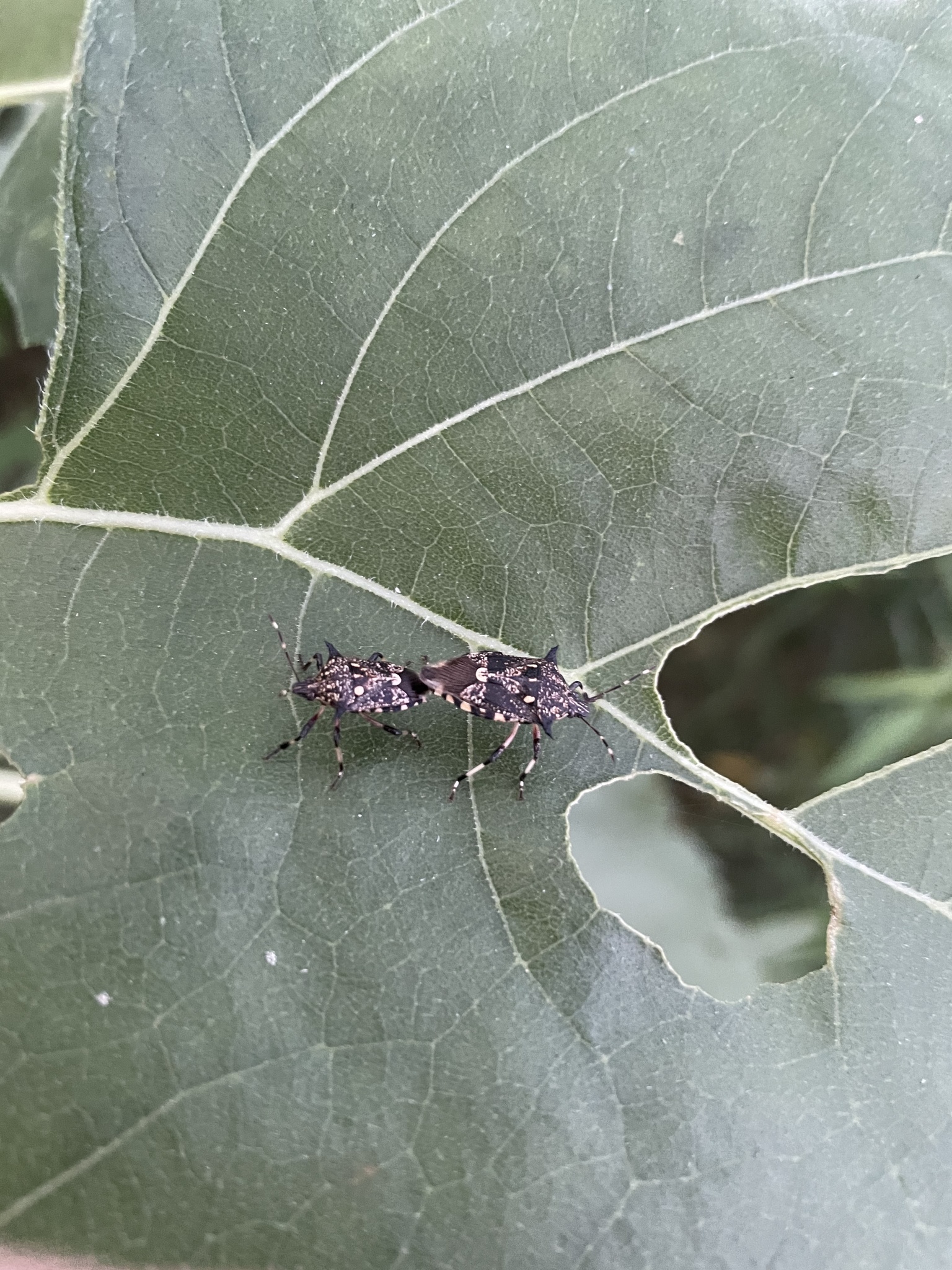 Eocanthecona furcellata (Wolff, 1811)