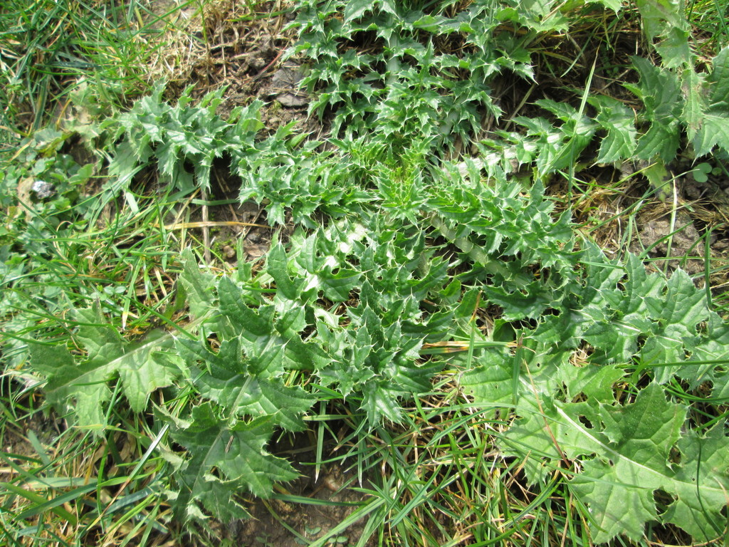Spiny Plumeless Thistle (Black Hills Invasive Plant Guide) · iNaturalist