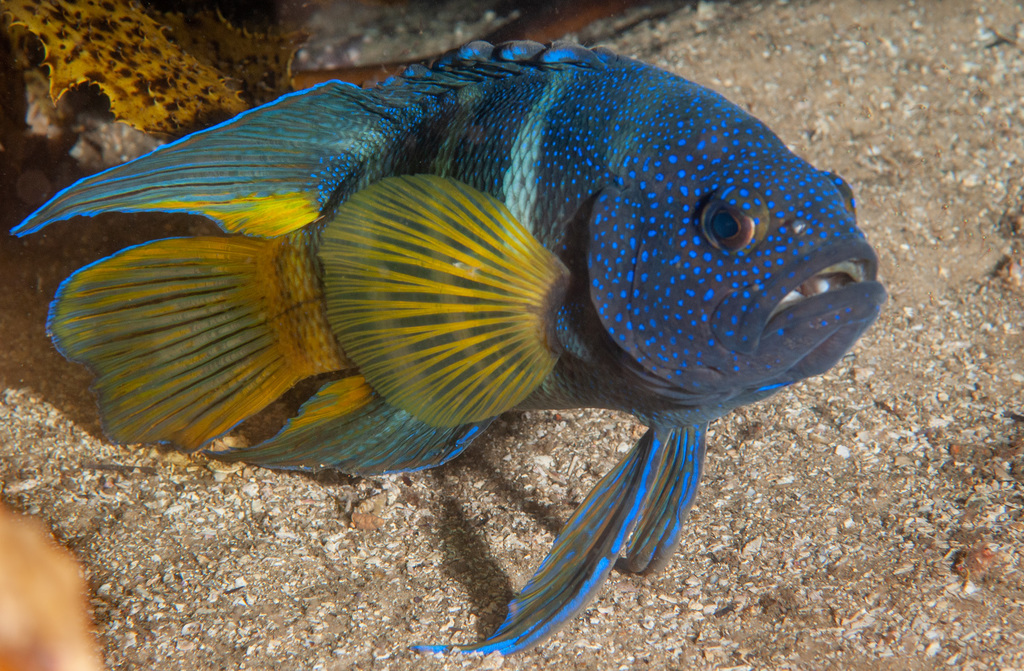 Eastern Blue Devil from "Bare Island, Botany Bay, New South Wales ...