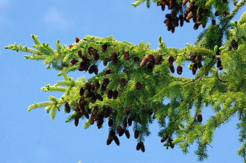 white spruce from Carp - Hardwood Plains, Ottawa, ON, Canada on May 16 ...