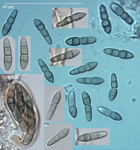 Leptosphaeria typhae · iNaturalist