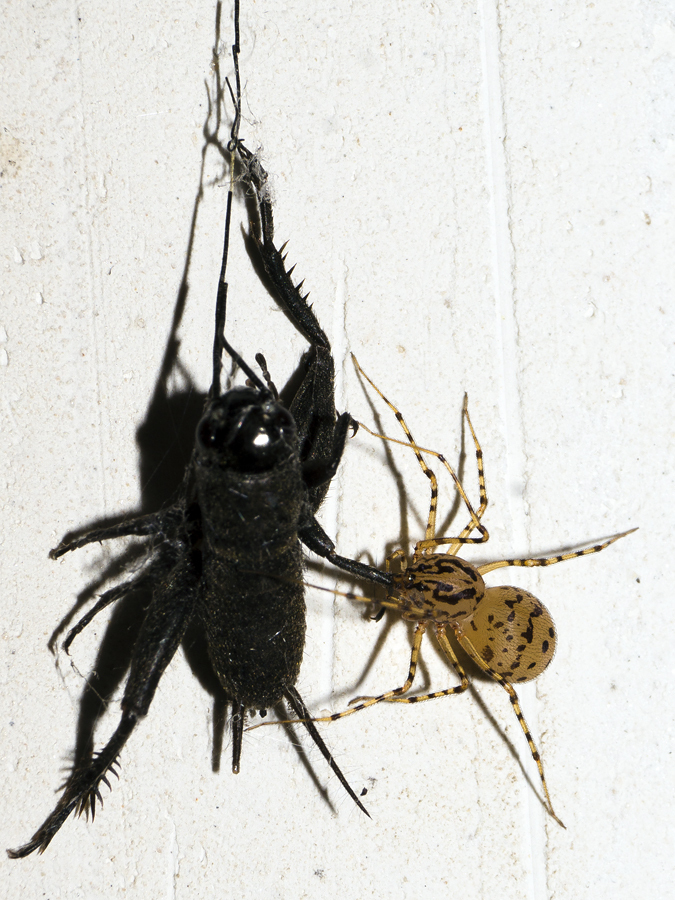 Common Spitting Spider from Chisinau, Moldova on August 27, 2016 at 08: ...