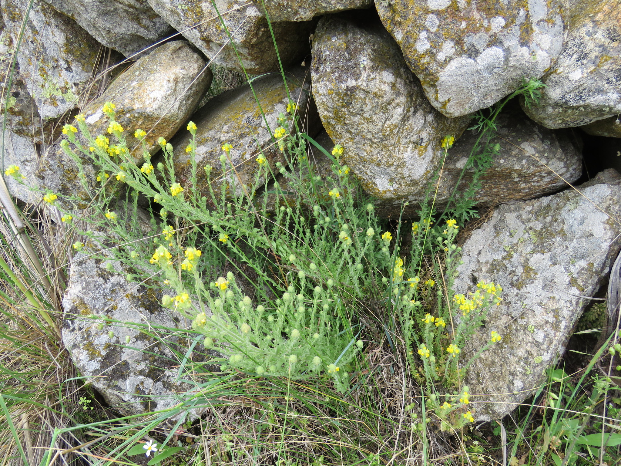 Linaria saxatilis (L.) Chaz.