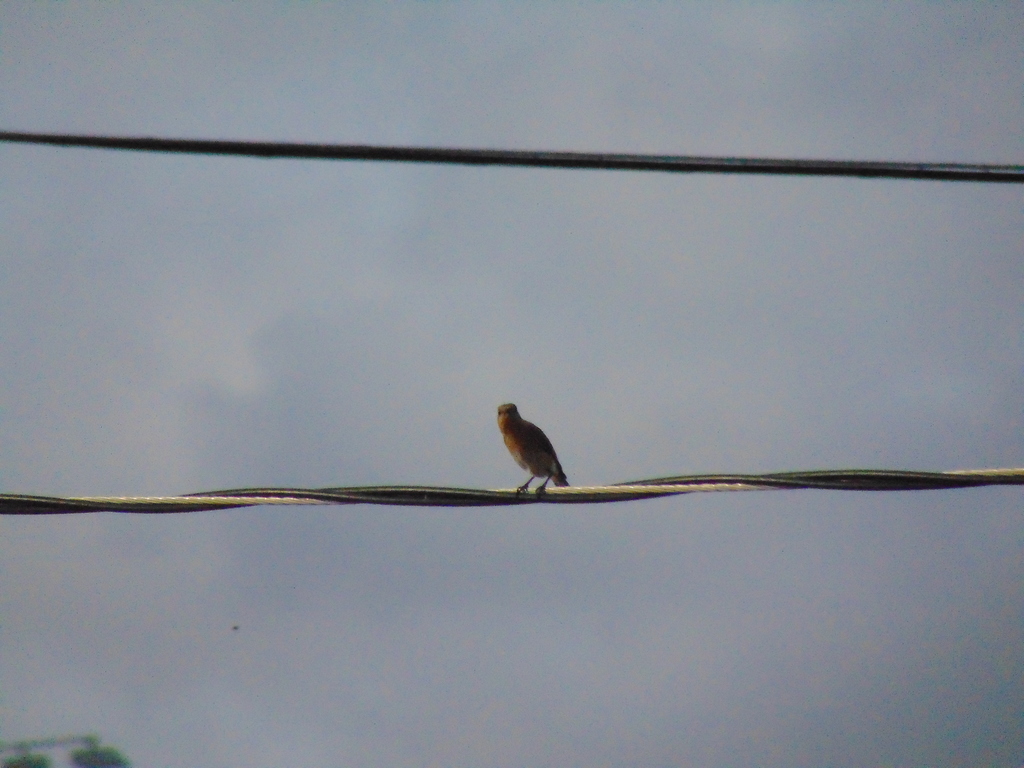 Eastern Bluebird in May 2021 by T P · iNaturalist