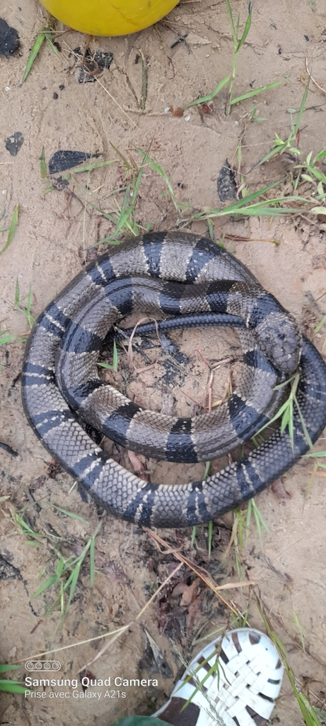 Ringed Water Cobra from Lopé, GA-OI, GA on May 22, 2021 at 11:58 AM by ...