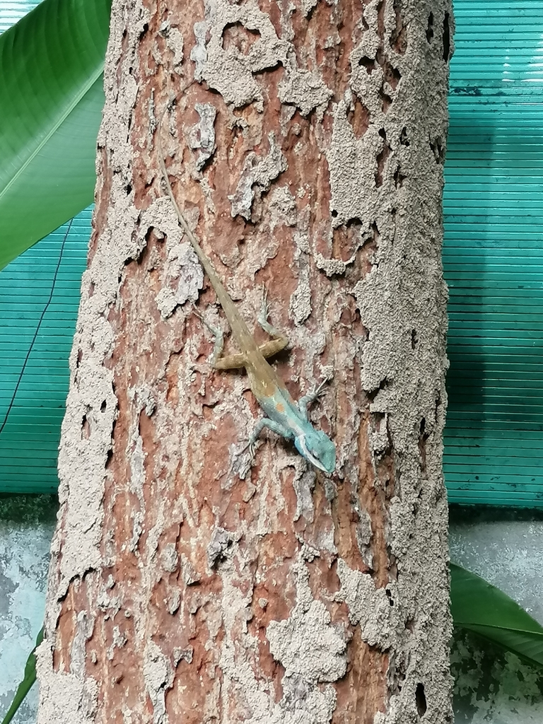 Myanmar Blue Crested Lizard from Bahan Township, Yangon, Myanmar (Burma ...