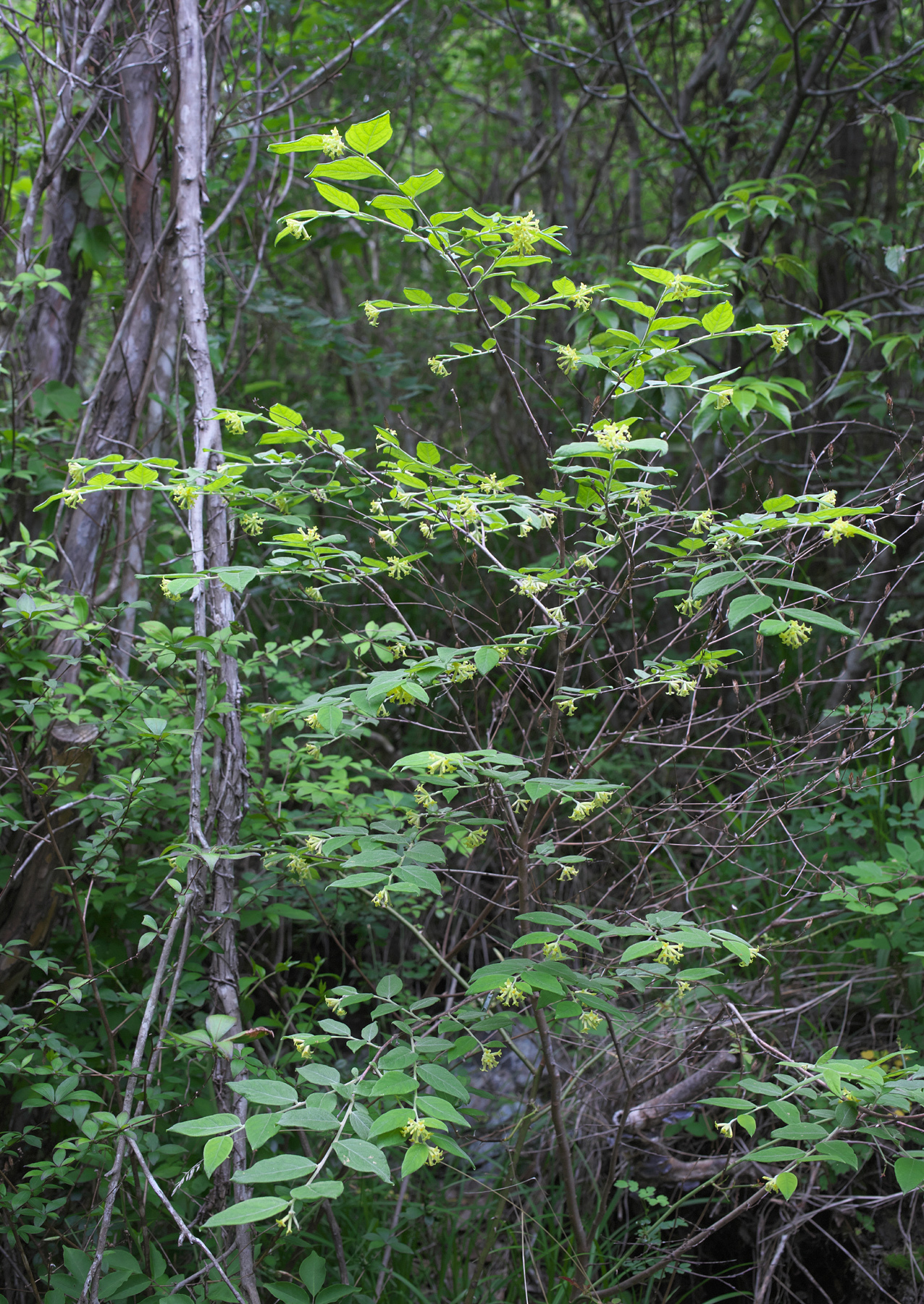 Wikstroemia sikokiana Franch. & Sav.