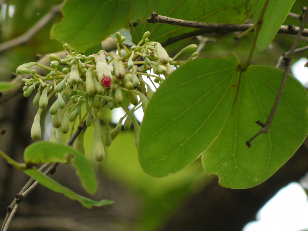 (Piliostigma malabaricum) - Botanical Realm