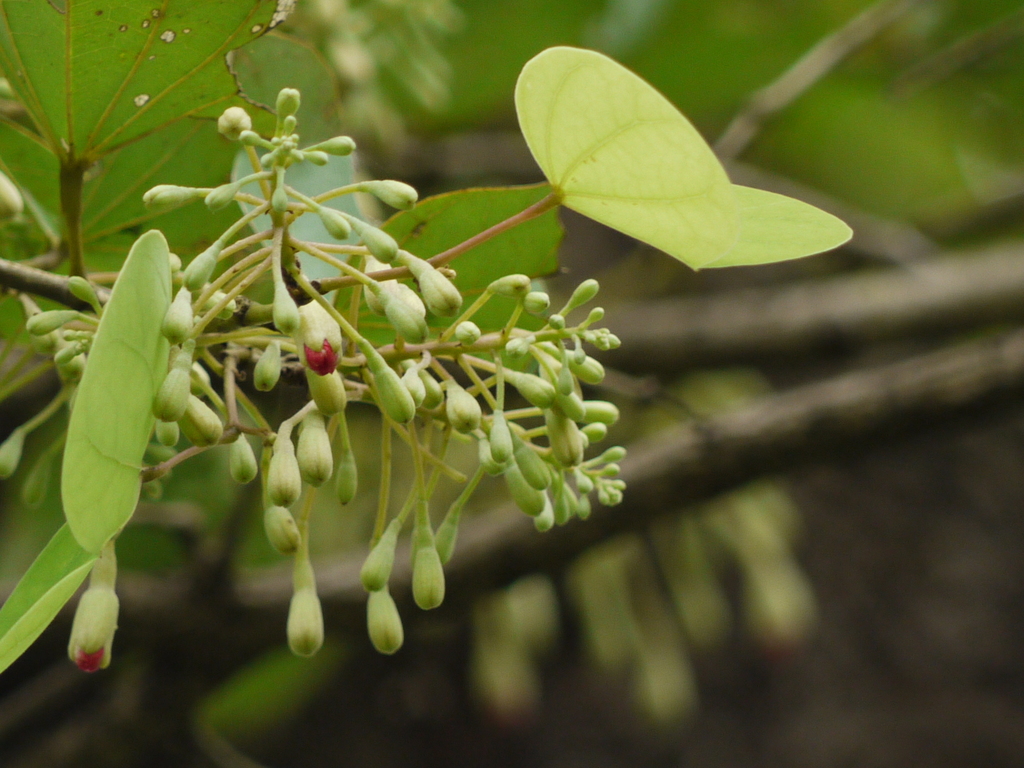 (Piliostigma malabaricum) - Botanical Realm