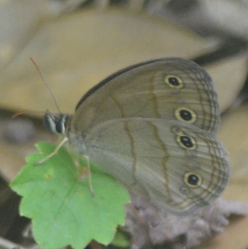 Genus Enodia · iNaturalist