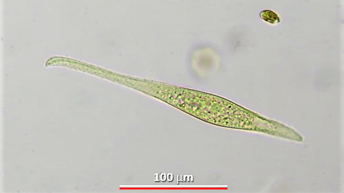 Litonotus paracygnus · iNaturalist