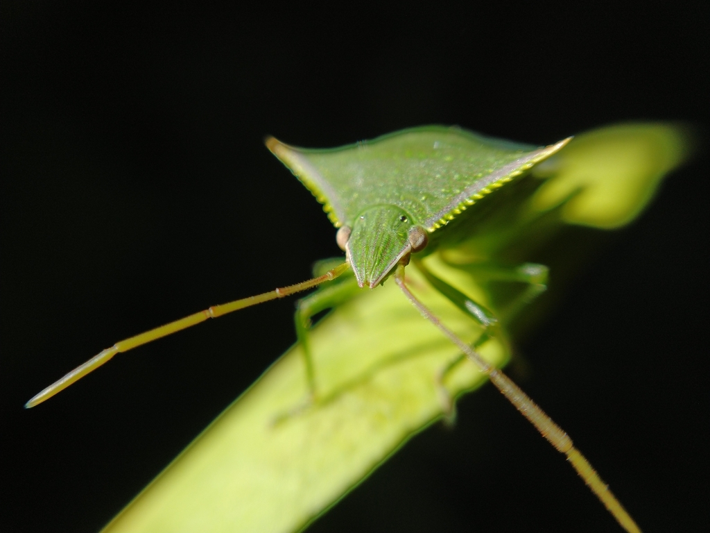 Loxa in May 2021 by José Luis Barberán · iNaturalist