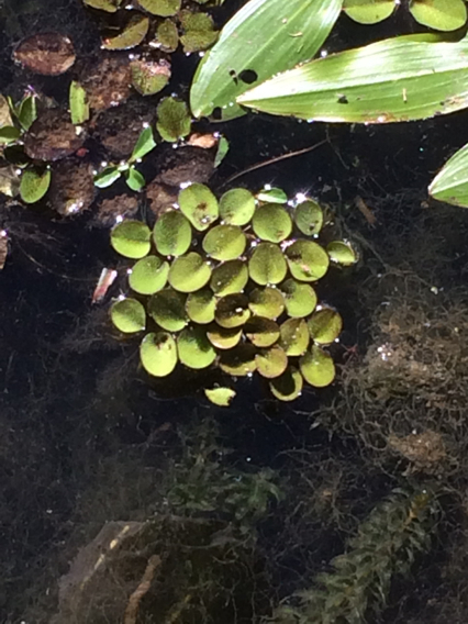 Water Spangles (Plants (part I) of Archbold Biological Station, Venus ...
