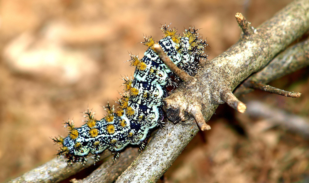 Texas Buck Moth from Daughter's Crowley Texas land on May 09, 2021 at ...