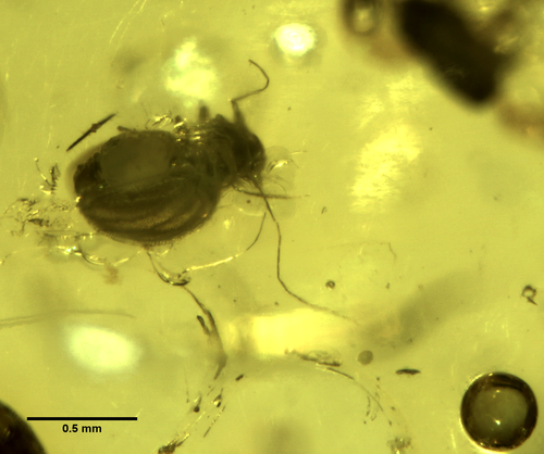 Genus Sphaeropsocus · iNaturalist