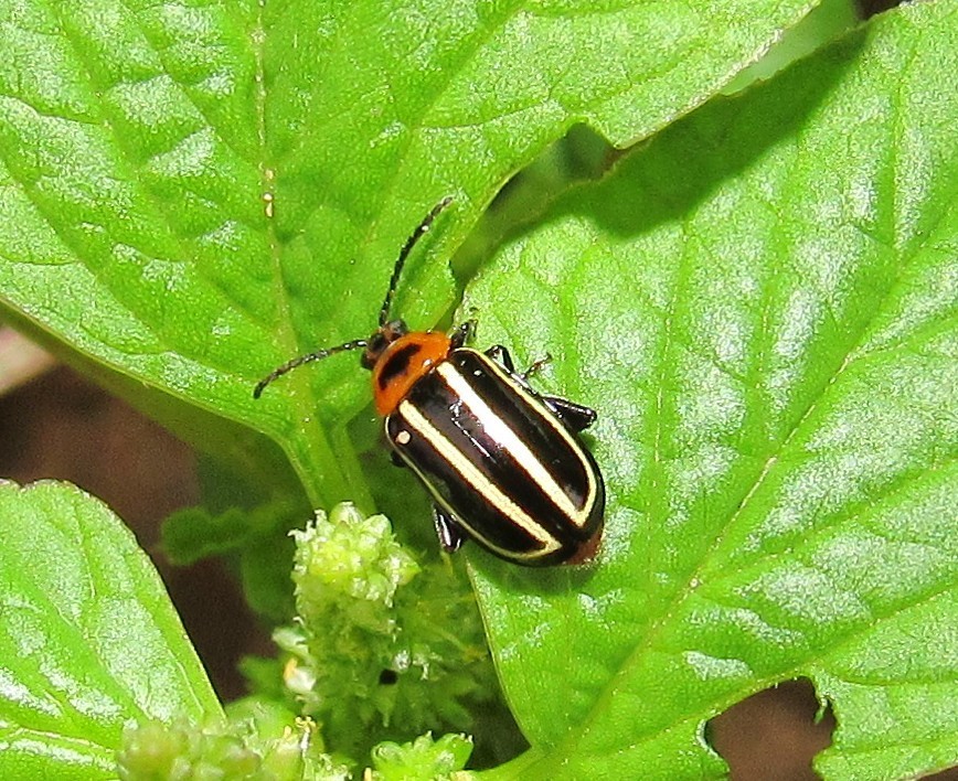 Disonycha prolixa (Florianopolis - Insects, no Lepidoptera) · iNaturalist