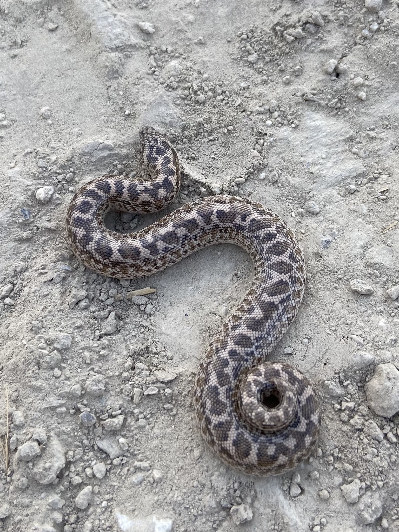 Eryx jaculus (Linnaeus, 1758)