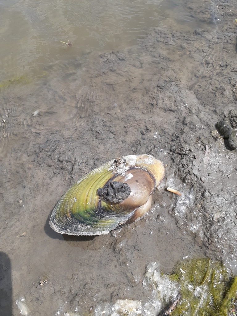 Giant Floater Mussel from Curtice, OH 43412, USA on May 25, 2021 at 11: ...