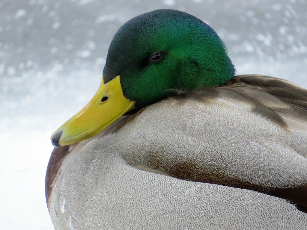 Duck With Human Mouth