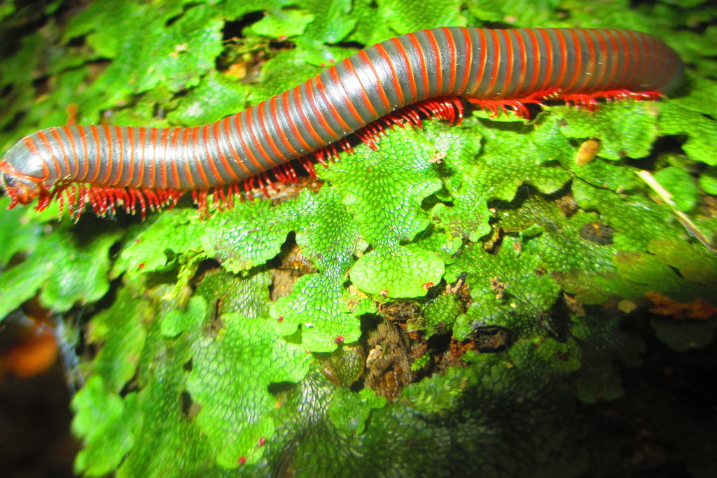 American Giant Millipede Complex from OH-374, Rockbridge, OH 43149, USA ...