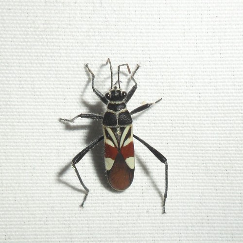 Tribe Largini · iNaturalist United Kingdom